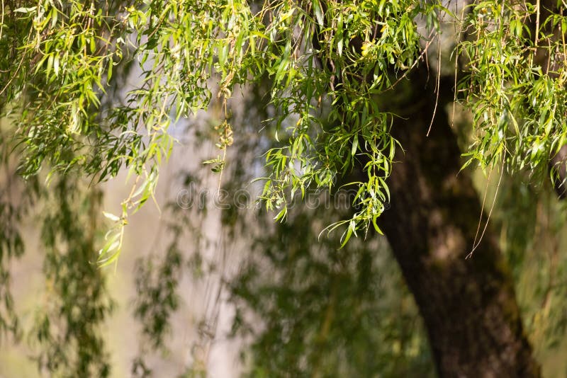 Large Willow Tree Growing in the Middle of a Park Stock Photo - Image ...