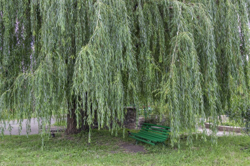 Large Willow Tree with Hanging Branches in the Park. Green Wooden Bench ...