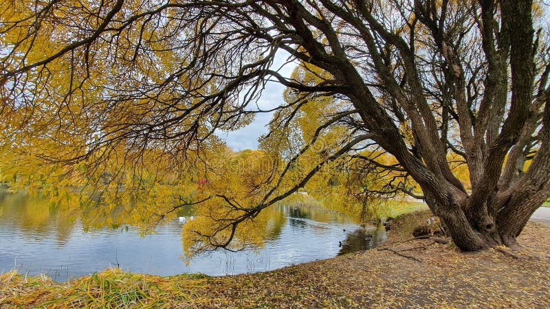 A Large Willow Tree Over the Pond in Autumn. Stock Photo - Image of ...