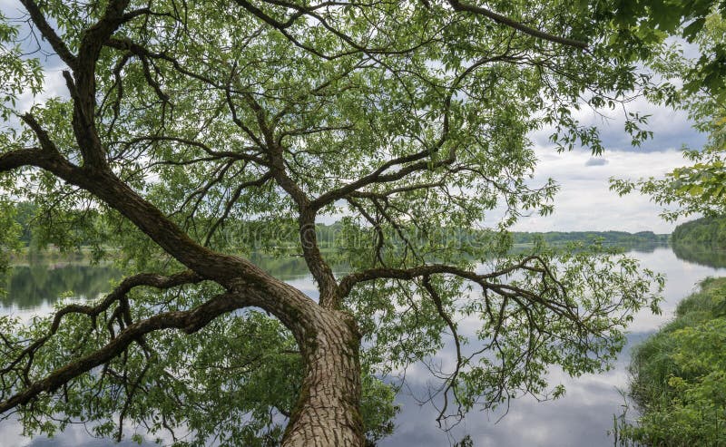 Large Willow Tree at River. Stock Image - Image of outdoors, outdoor ...