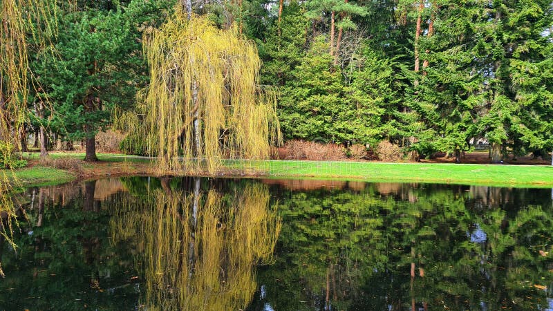 Large Willow Tree on the Shore of Reservoir at the Beginning of Warm ...