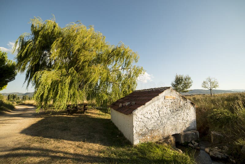 Large Willow Tree Swaying in the Wind at Sunset Stock Image - Image of ...