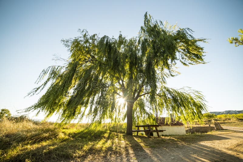 Large Willow Tree Swaying in the Wind at Sunset Stock Image - Image of ...