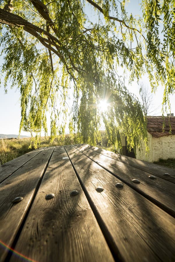 Large Willow Tree Swaying in the Wind at Sunset Stock Image - Image of ...