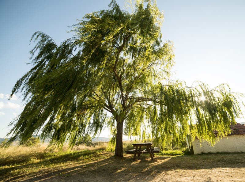 Large Willow Tree Swaying in the Wind at Sunset Stock Image - Image of ...