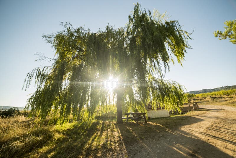 Large Willow Tree Swaying in the Wind at Sunset Stock Image - Image of ...