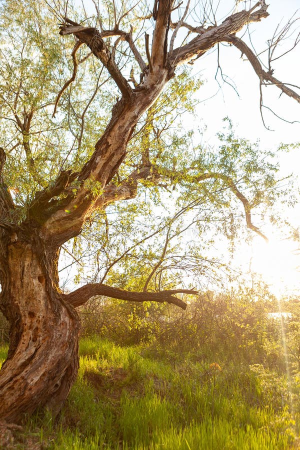 Large Willow Tree Without Leaves Growing On A Green Meadow Stock Photo ...