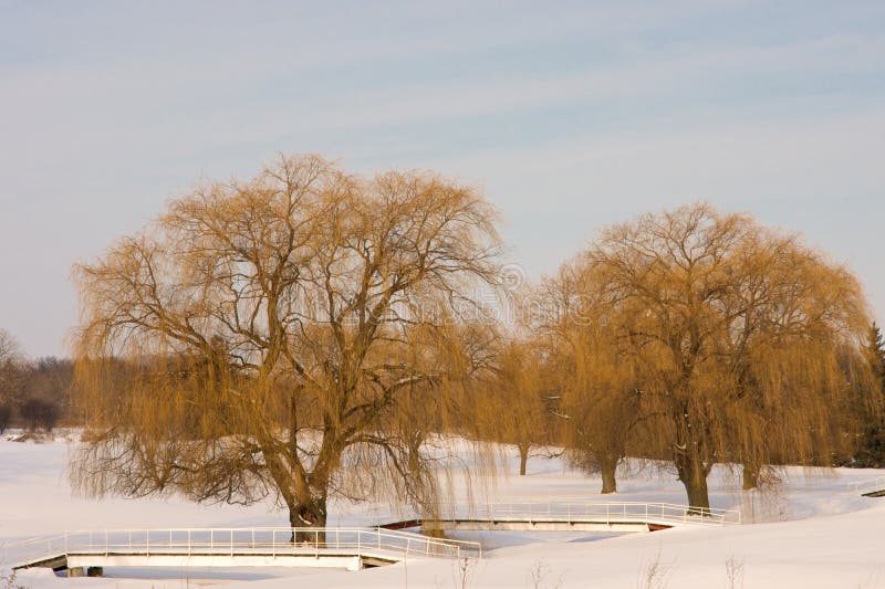 Large Willow Trees In Winter Picture. Image: 7994107