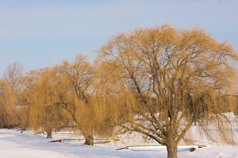 Large Willow Trees In Winter Picture. Image: 7994272