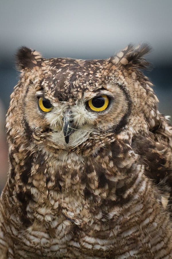 Large wise owl stock photo. Image of bird, wise, ogen - 261078742