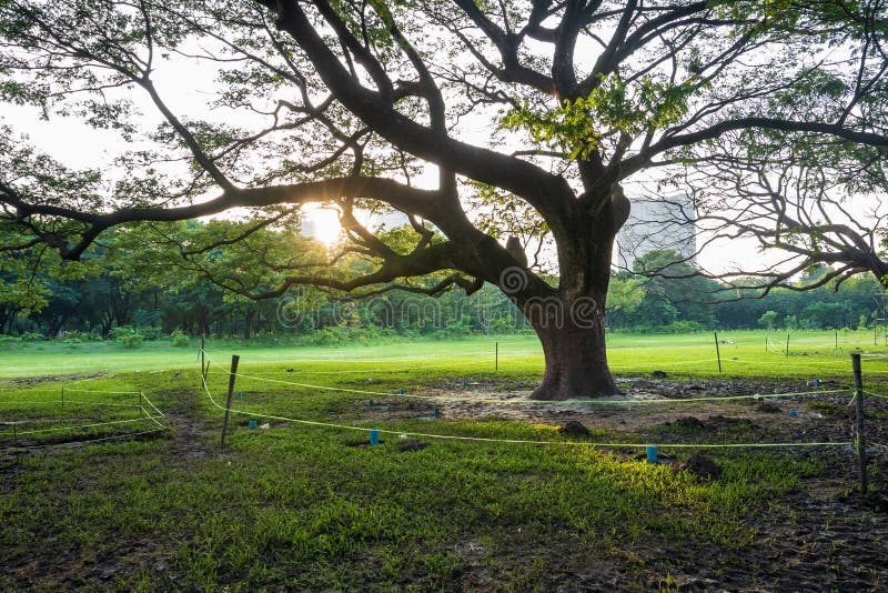 A Large Withered and Dying Tree in the Park, Barred at the Base of the ...