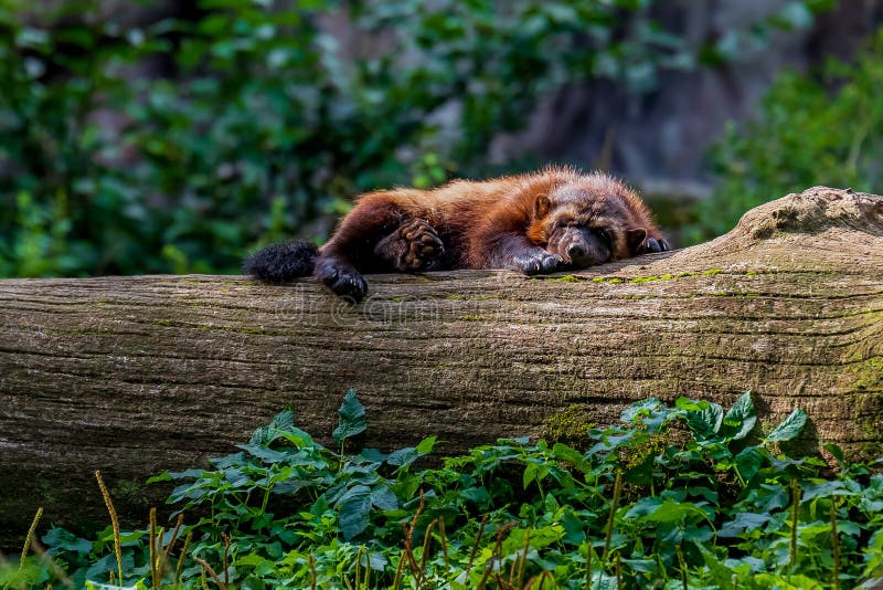 Skunk Sleeping Stock Photos - Free & Royalty-Free Stock Photos from ...