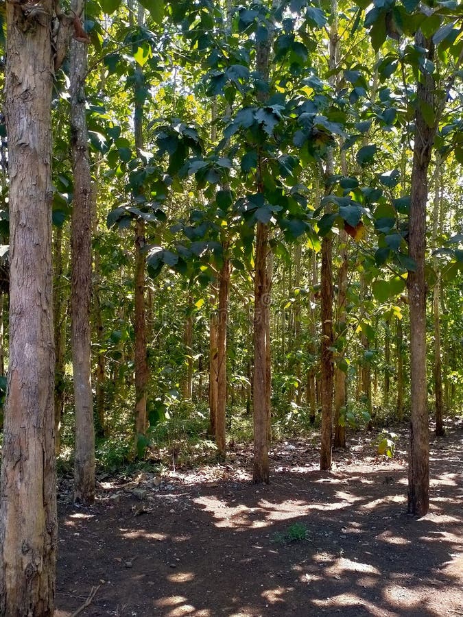 Large woody plant stock image. Image of land, plants - 322517105