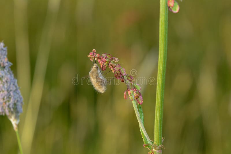 A Large Fly on Plant in Nature Stock Photo - Image of flower, garden ...