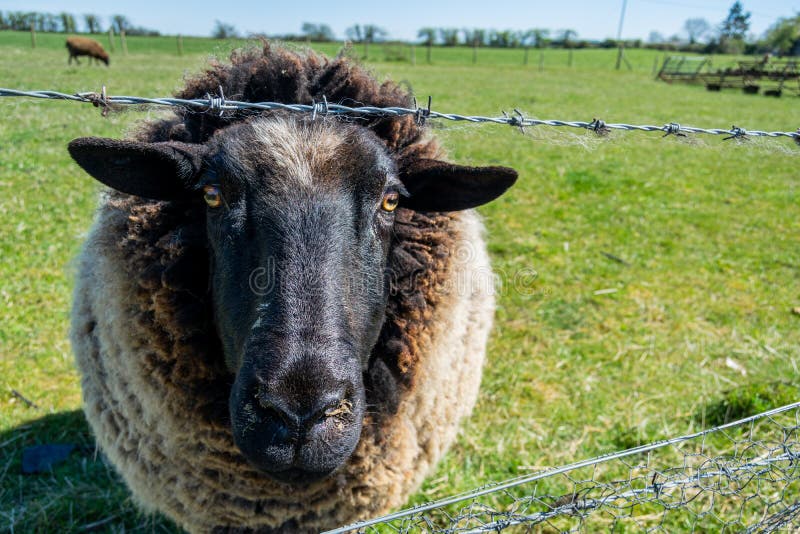 Large Woolly Sheep Grazing in Greenfield Stock Photo - Image of sheep ...