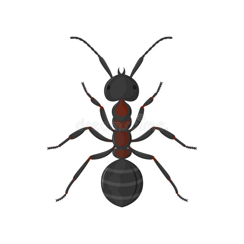 Ant Top View Stock Illustrations – 366 Ant Top View Stock Illustrations ...