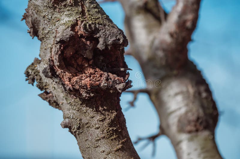 Large Wound on Tree Trunk after Improper Pruning and Sunburn Stock ...
