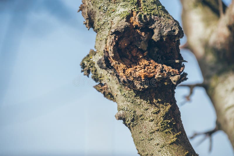 Tree Trunk with Scars from Pruning in Form of Eyes Stock Photo - Image ...