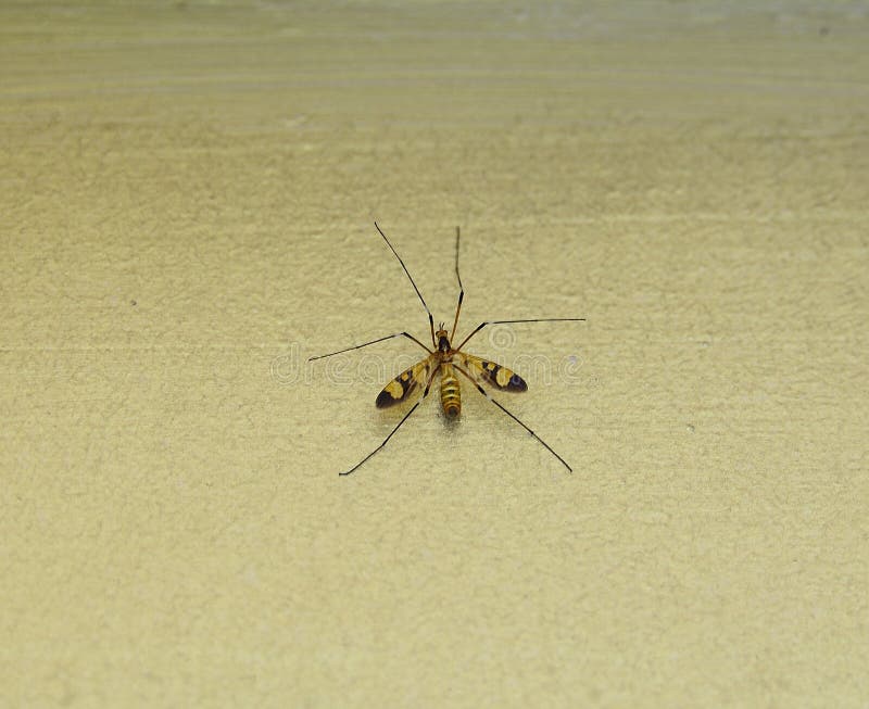 Yellow and black Crane fly stock photo. Image of yellow - 114934894