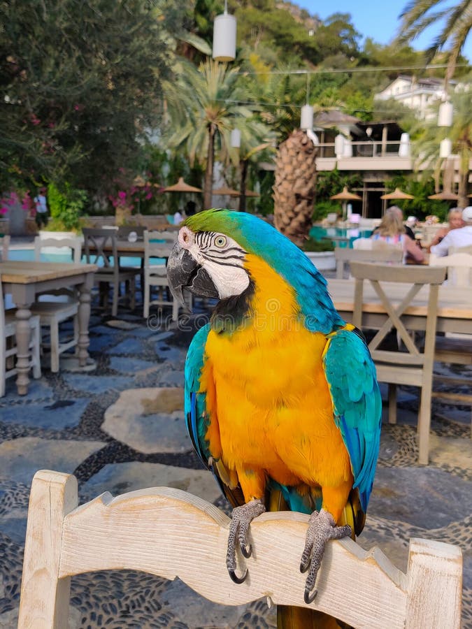 A Large Yellow-blue Macaw Sits on the Back of a Chair Stock Photo ...