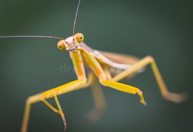 A Large, Yellow Bug with Brown Legs and a Black Head Ai Generated Stock ...