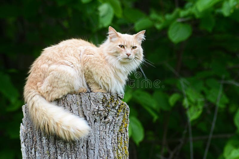 Large Yellow Cat Perched on a Tree Stump. Stock Image - Image of fast ...