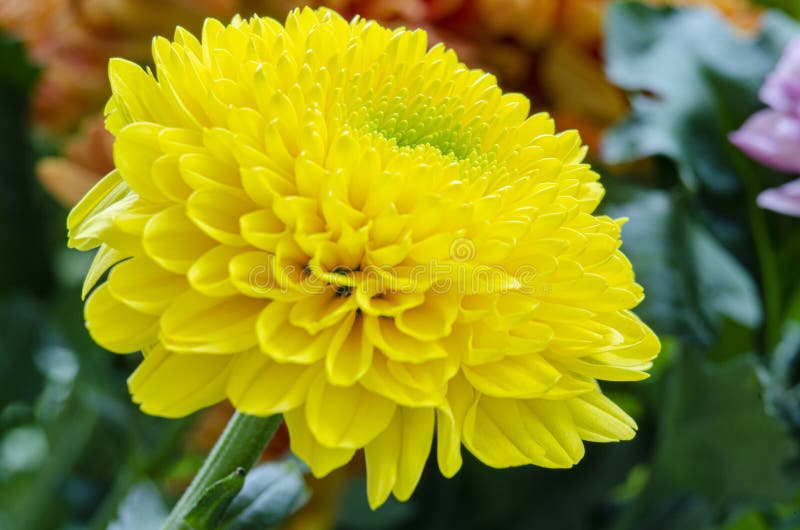 Large Yellow Chrysanthemum with Bold Petals and Lush Green Leaf ...