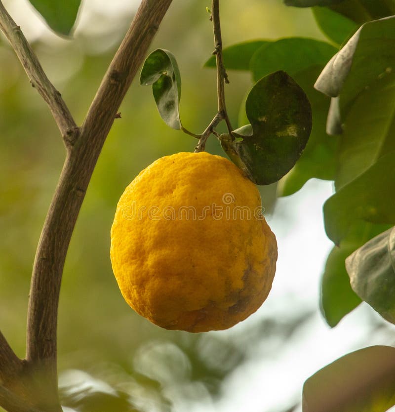 Large Yellow Citrus Fruit on a Tree. Stock Photo - Image of fruit ...