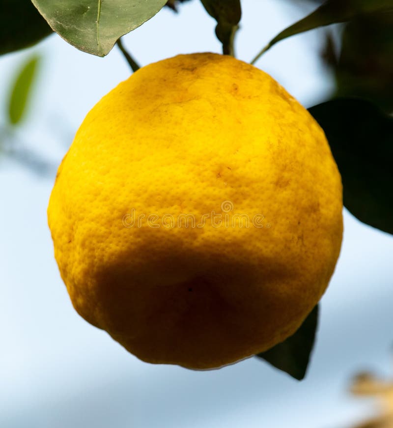 Large Yellow Citrus Fruit on a Tree. Stock Image - Image of natural ...