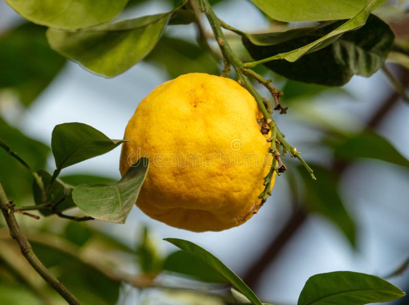 Large Yellow Citrus Fruit on a Tree. Stock Photo - Image of freshness ...