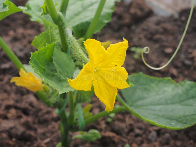 Large Yellow Cucumber Flower Buds with Fruit Ovaries Stock Photo ...