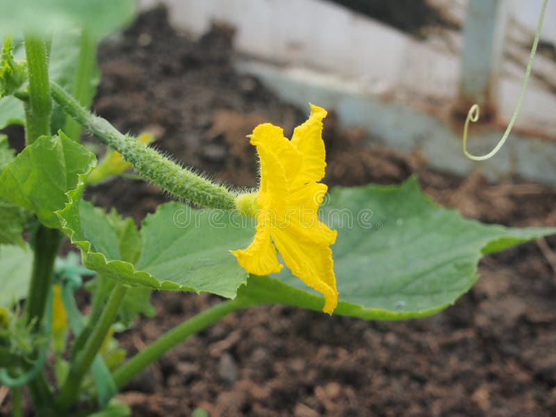 Large Yellow Cucumber Flower Buds with Fruit Ovaries Stock Photo ...