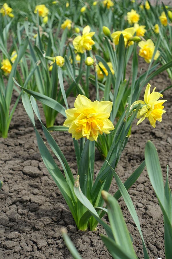 Large Yellow Double-flowers of Daffodils in Spring Stock Image - Image ...