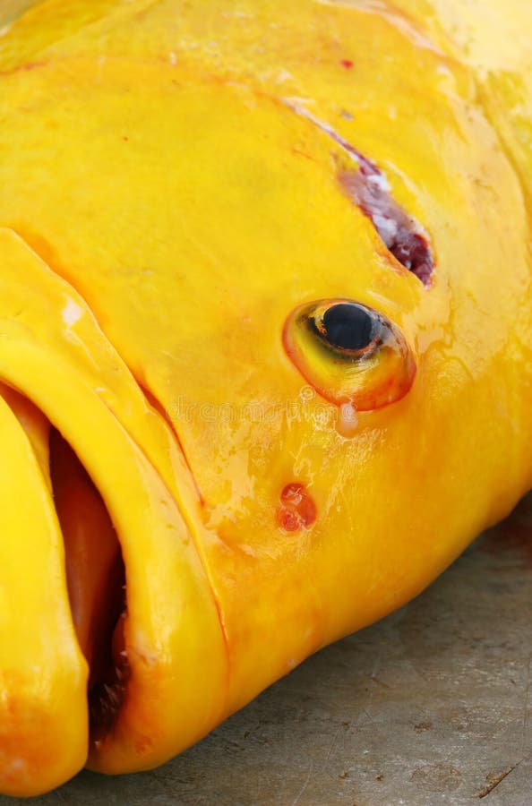 Large Yellow Fish Picture. Image: 5761282
