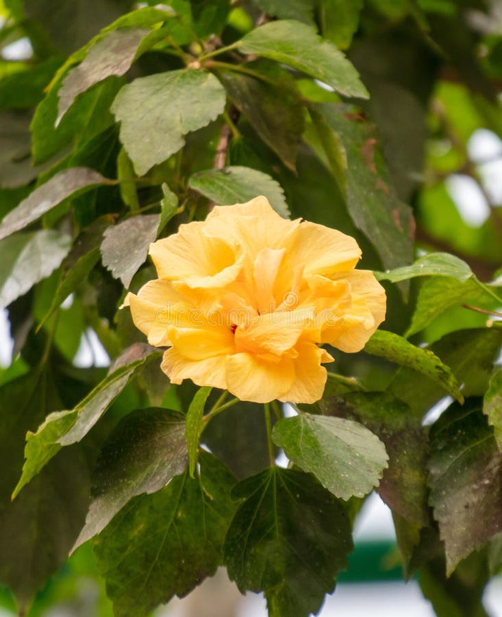 Large Yellow Flower on a Tree in Summer. Stock Image - Image of ...