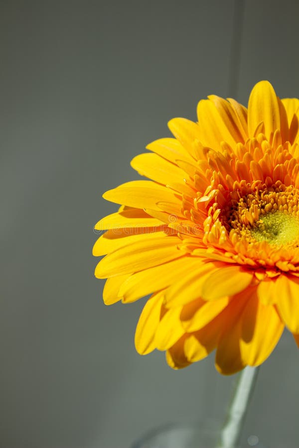 Large Yellow Gerbera Close Up on an Isolated Background Stock Image ...