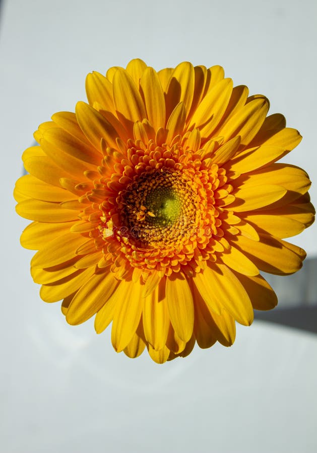 Large Yellow Gerbera Close Up on an Isolated Background Stock Photo ...