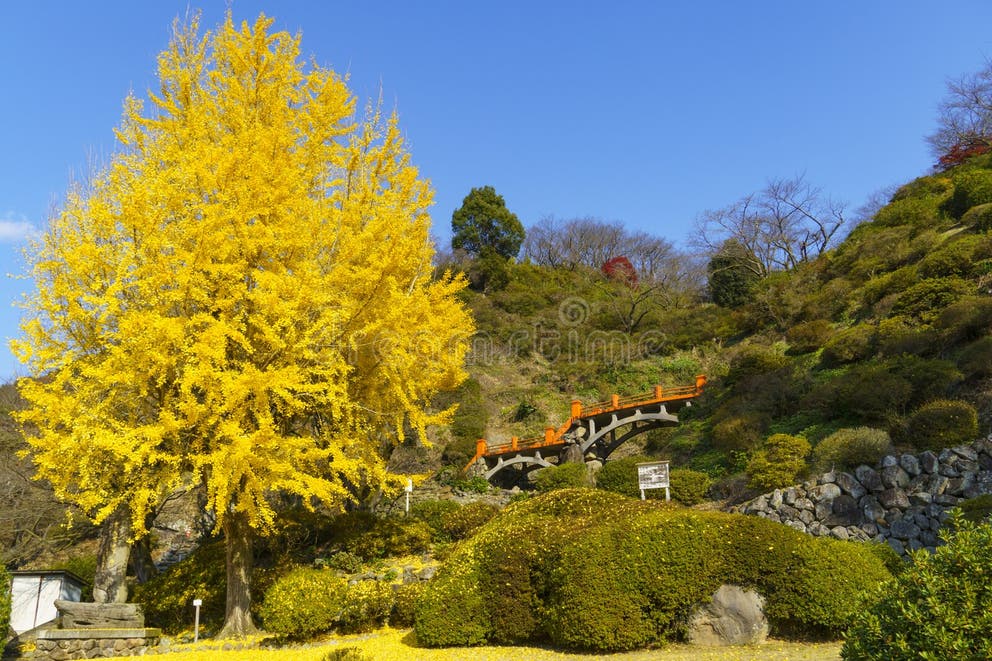 Large Yellow Gingko Tree in the Park Editorial Photo - Image of garden ...