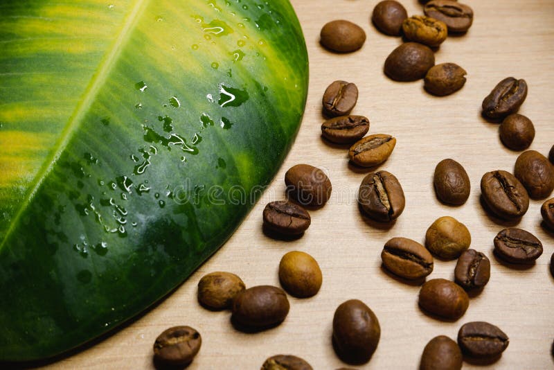 Large Yellow-green Leaf and Coffee Grains Scattered on a White ...