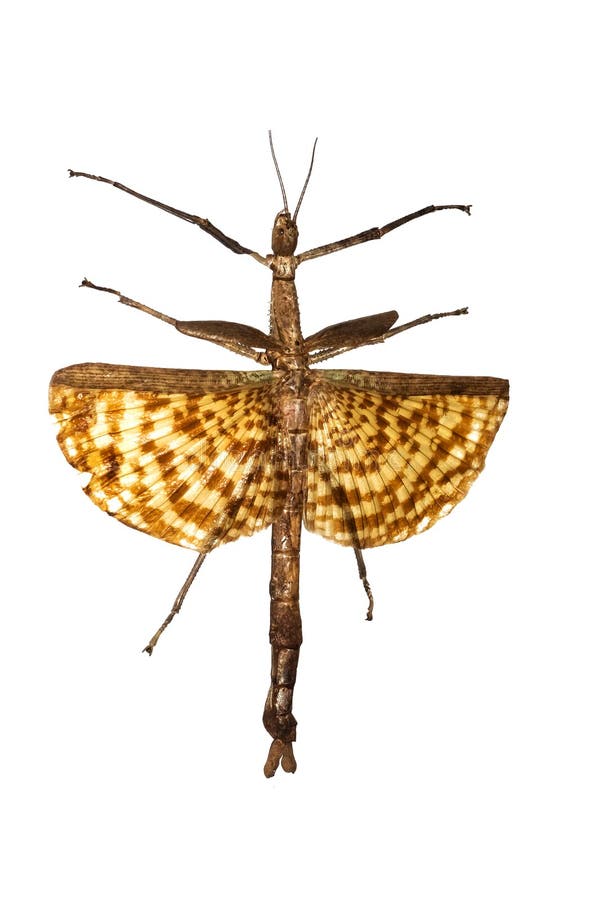 Large Yellow Insect As a Tree Branch, Isolate on White Background ...