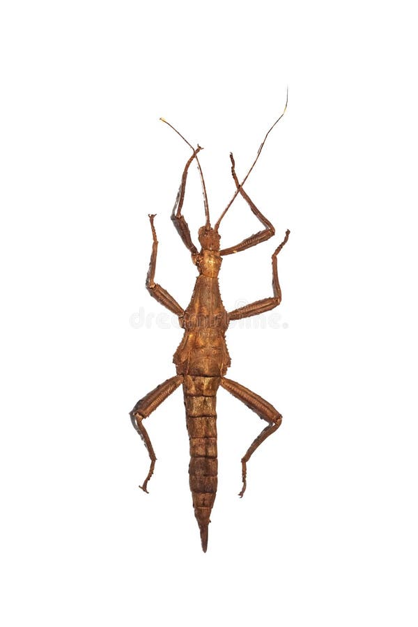 Large Yellow Insect As a Tree Branch, Isolate on White Background ...