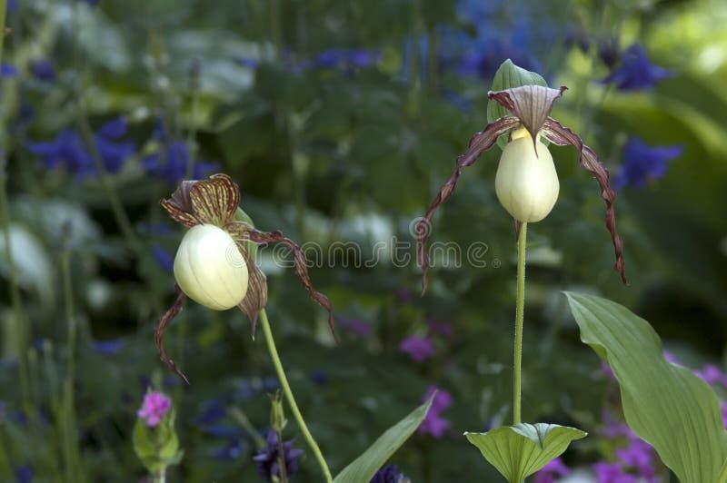 Large Yellow Lady`s Slipper Cypripedium Pubescens Stock Image - Image ... Large Yellow Lady`s Slipper Cypripedium Pubescens Stock Image - Image ...