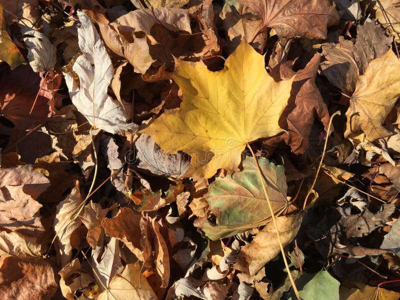 Large Yellow Leaf Fall Colors Wide Stock Photo - Image of wide, large ...