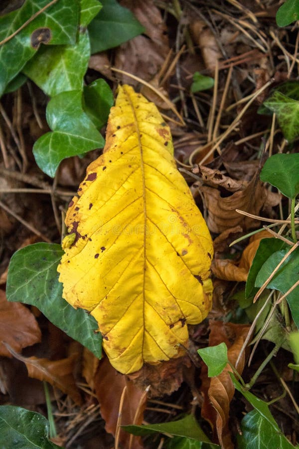 Large Yellow Leaf on the Forest Floor Stock Photo - Image of forest ...