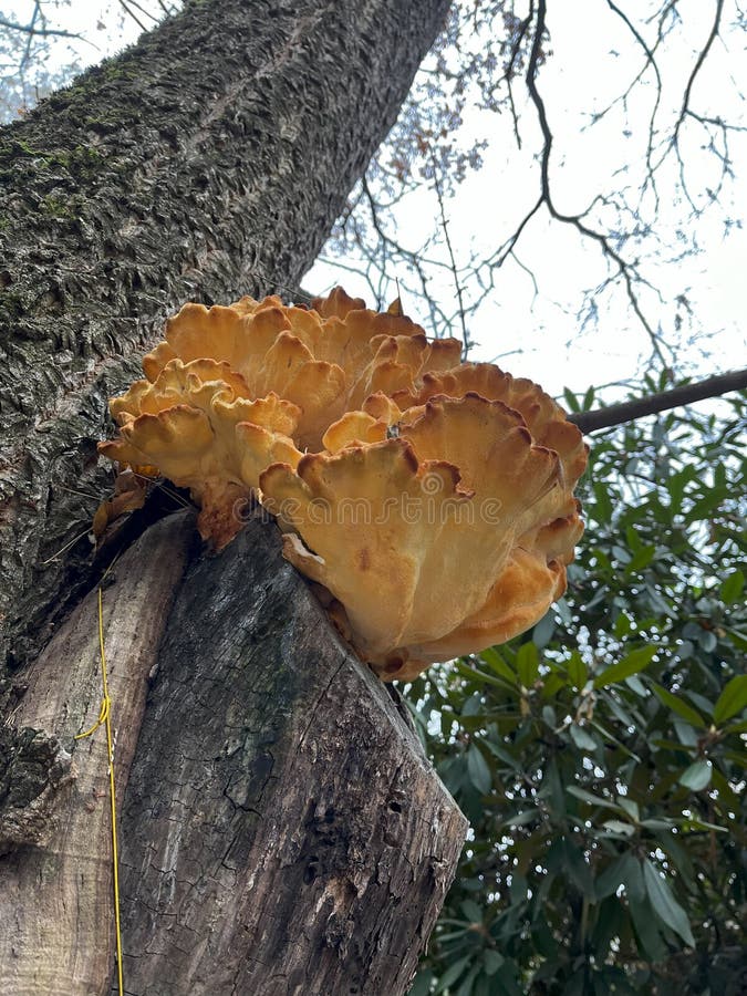 A Large Yellow Mushroom Growing on a Tree Stock Photo - Image of bark ...