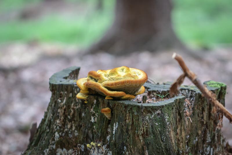 A Large Yellow-orange Bracket Fungus Grows on a Weathered Tree Stump in ...