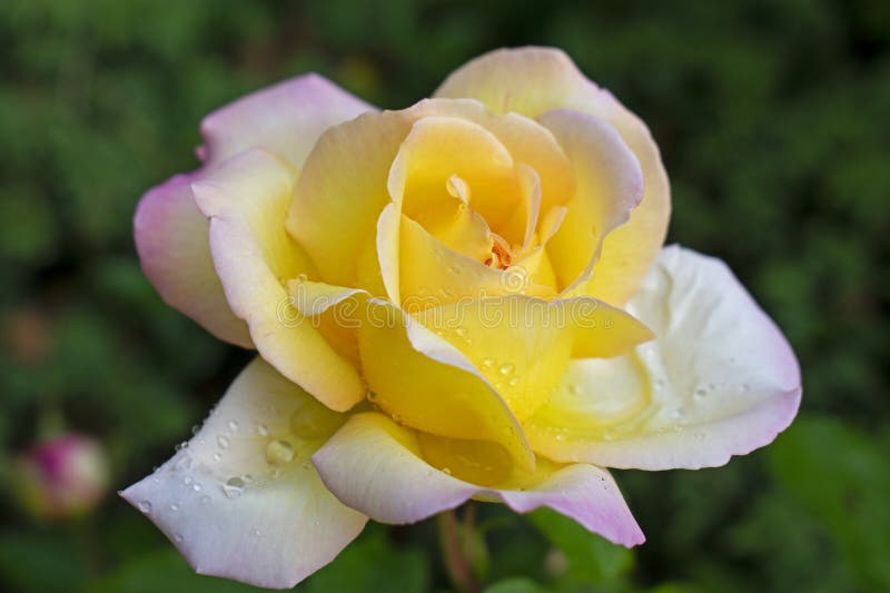 Large Yellow Rose with Pink Fringe Areas -24 Stock Photo - Image of ...