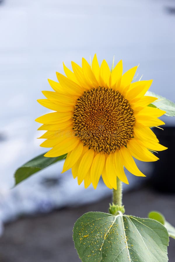 Large Yellow Sunflower Blooms in Spring Stock Image - Image of nature ...