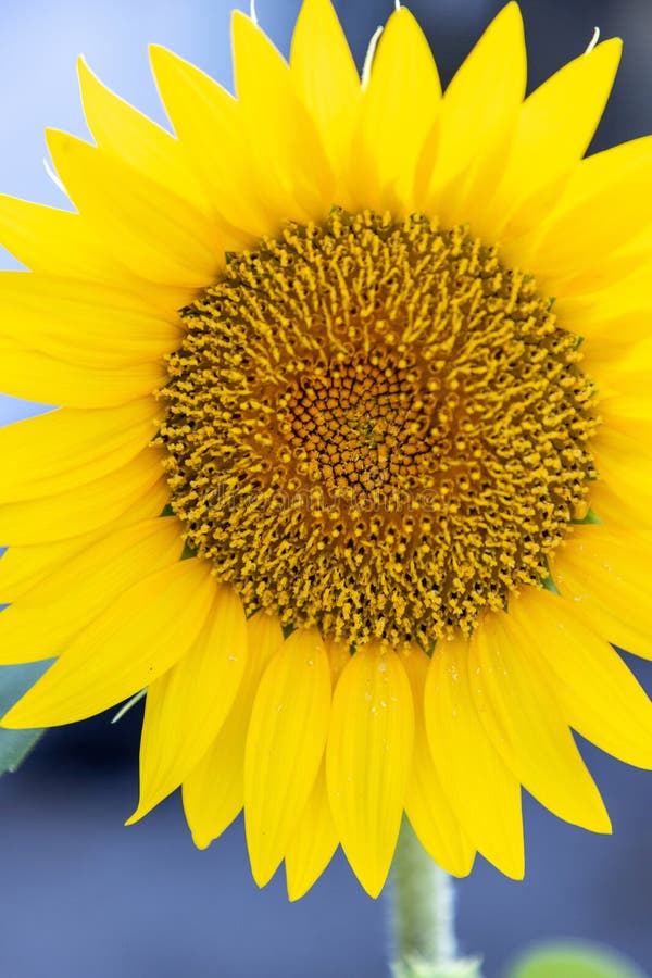 Large Yellow Sunflower Blooms in Spring Stock Image - Image of nature ...