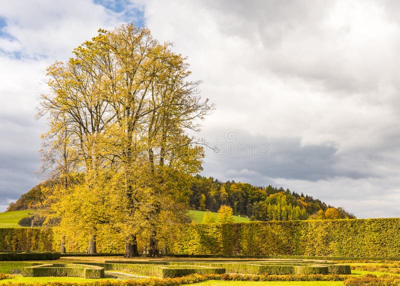 Large Yellow Tree in Cesky Krumlov Stock Image - Image of green ...
